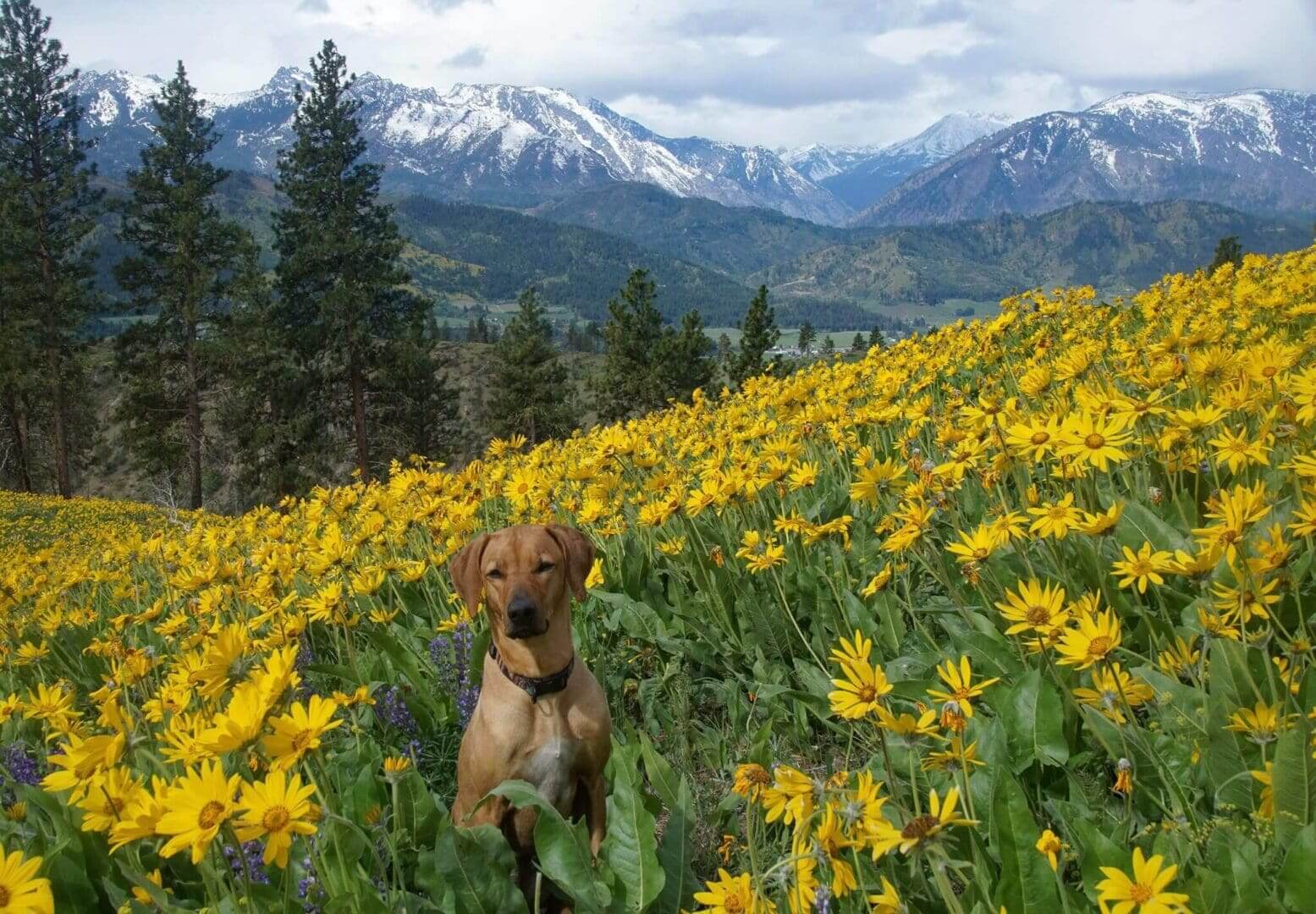 Code of Ethics | Rhodesian Ridgeback Ethics by Northwest Rhodesian ...